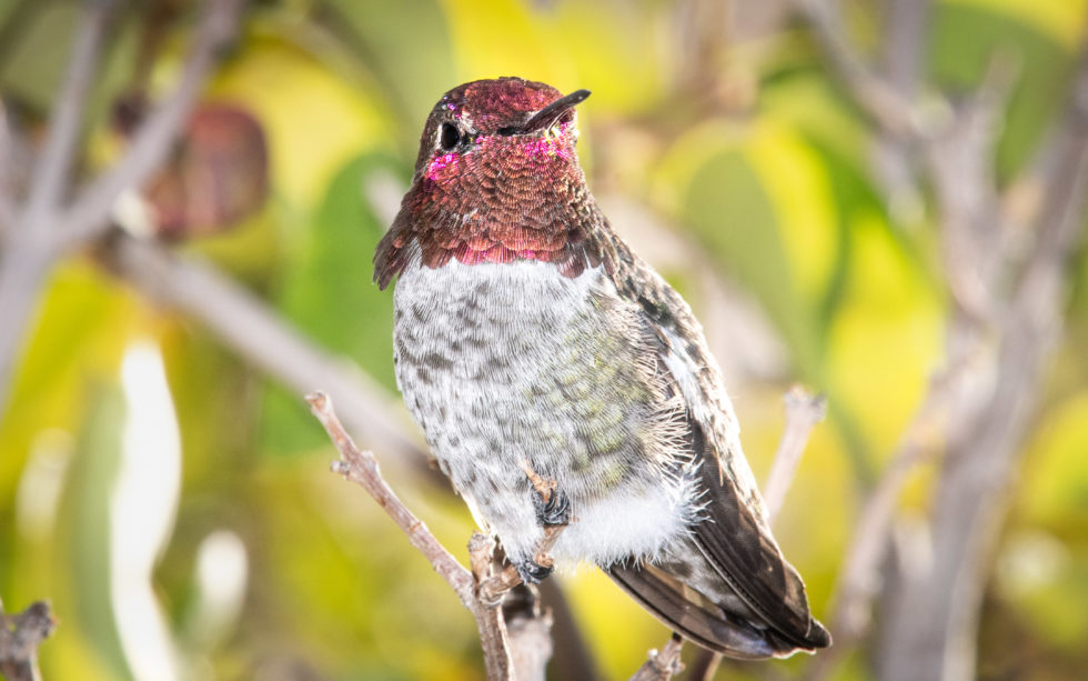 What’s in a Name? The Hummingbirds of Arlington Garden: Charles Hood ...